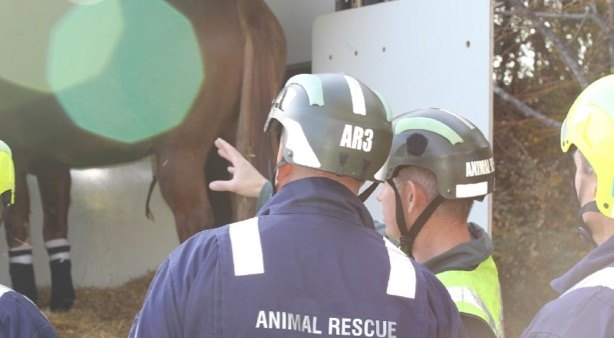 Incidents Involving Animals - BARTA