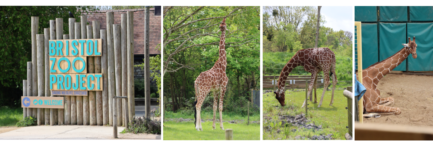 A day at the Bristol Zoo Project - BARTA